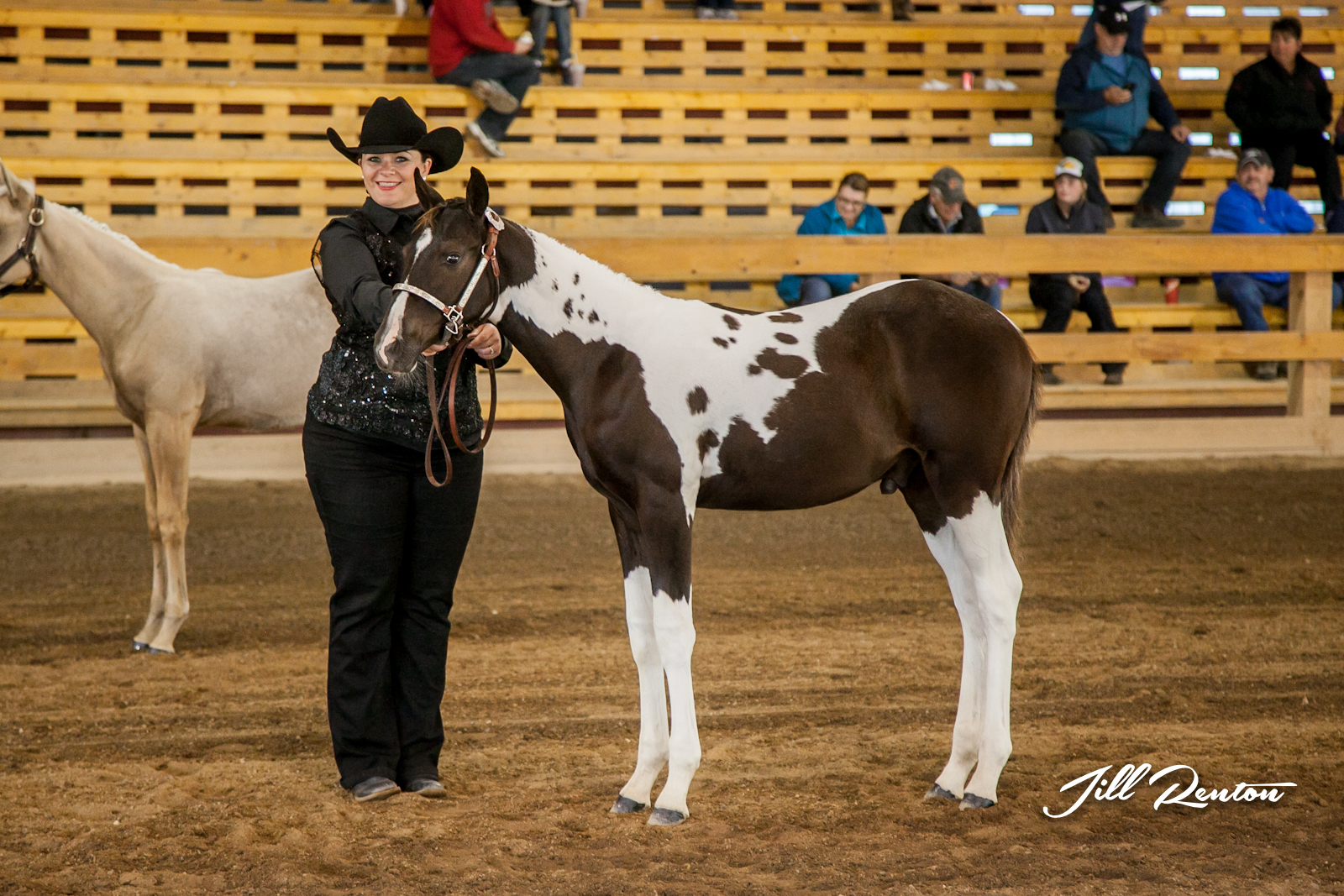 Offspring – Meadow Brook Stables