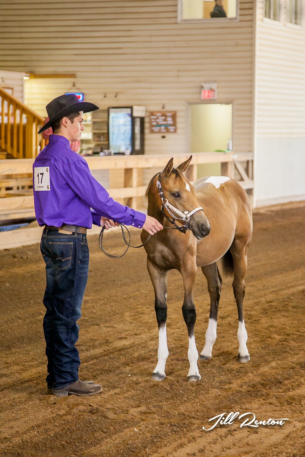 Offspring – Meadow Brook Stables