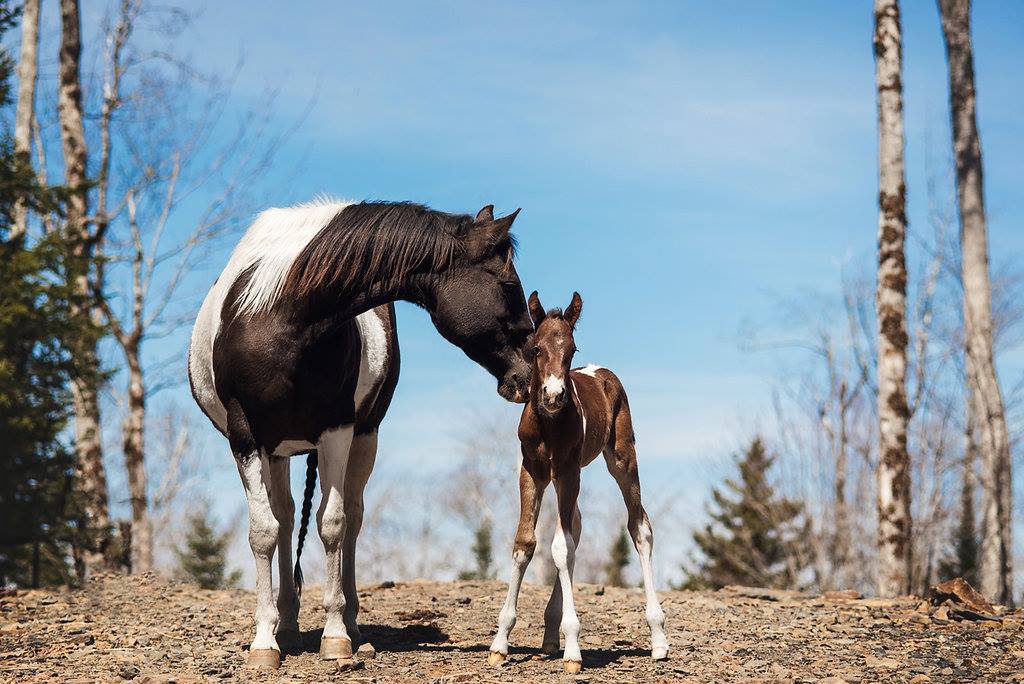 In Utero Foal Sales – Meadow Brook Stables