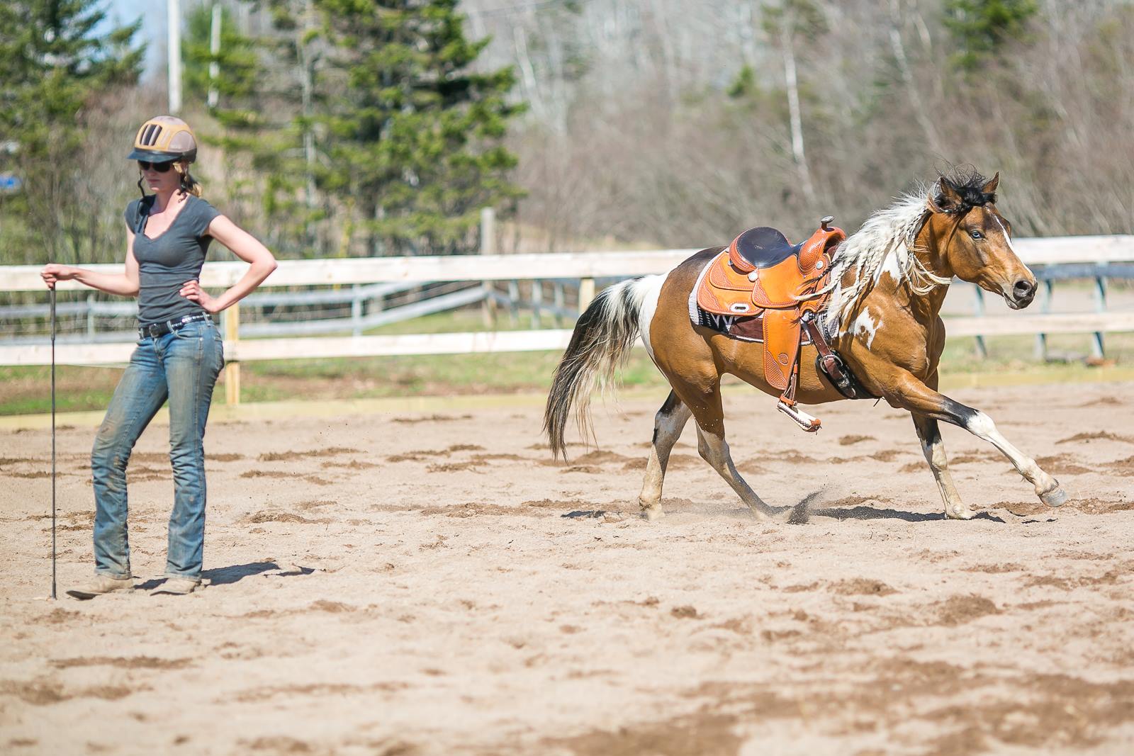 Training – Meadow Brook Stables