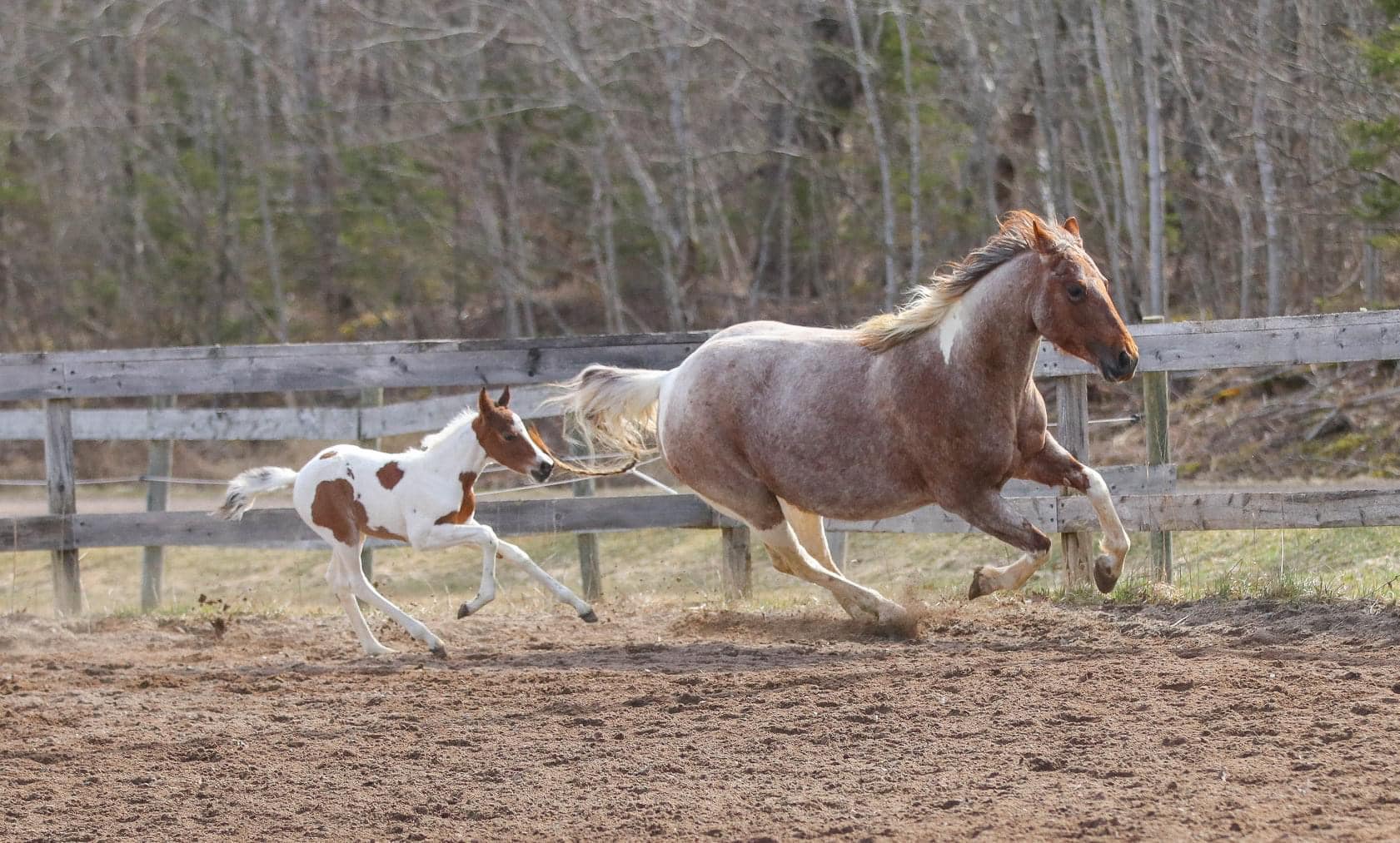 Foaling Management – Meadow Brook Stables