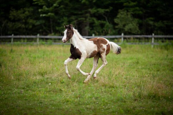 Past Sales – Meadow Brook Stables