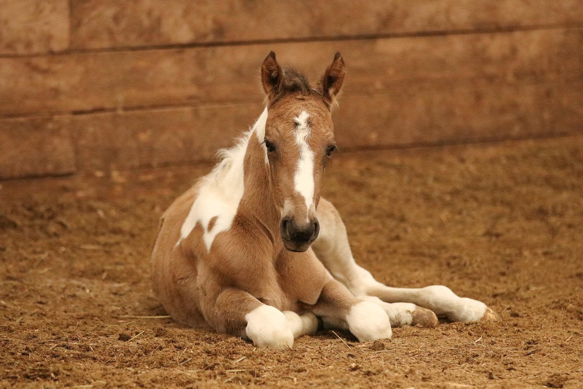 Past Sales – Meadow Brook Stables