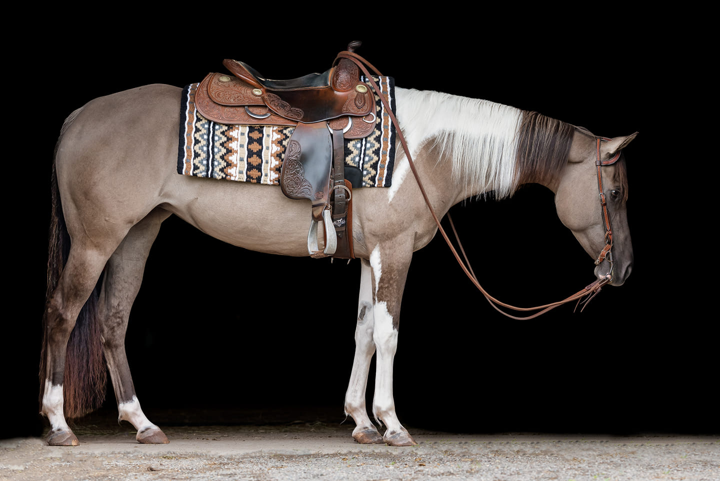 Song Of The Dove – Meadow Brook Stables