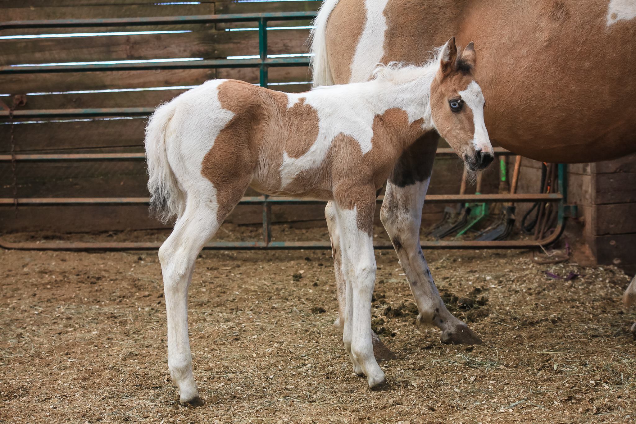 Past Sales – Meadow Brook Stables