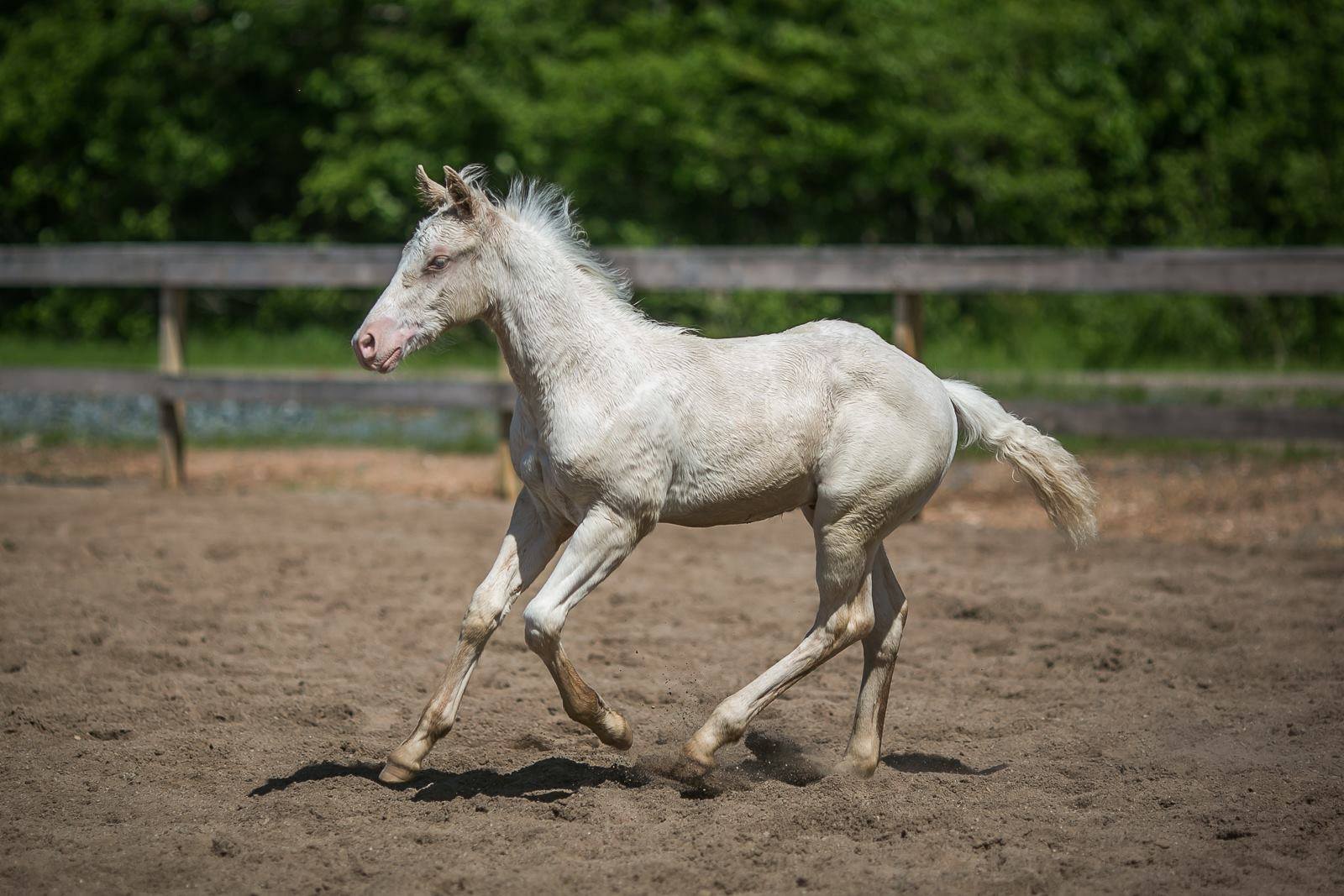 Past Sales – Meadow Brook Stables
