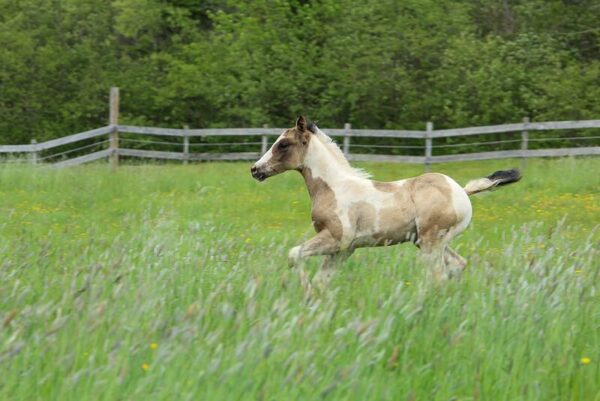 Past Sales – Meadow Brook Stables