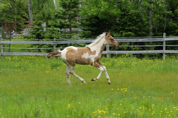 Past Sales – Meadow Brook Stables