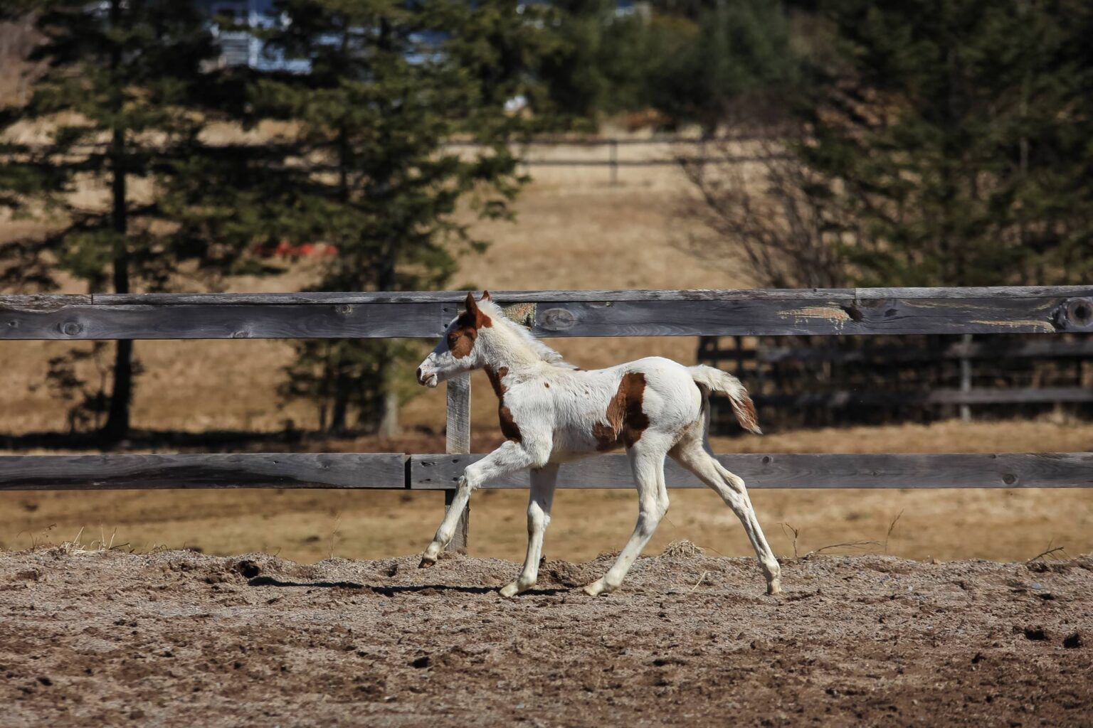 Past Sales – Meadow Brook Stables