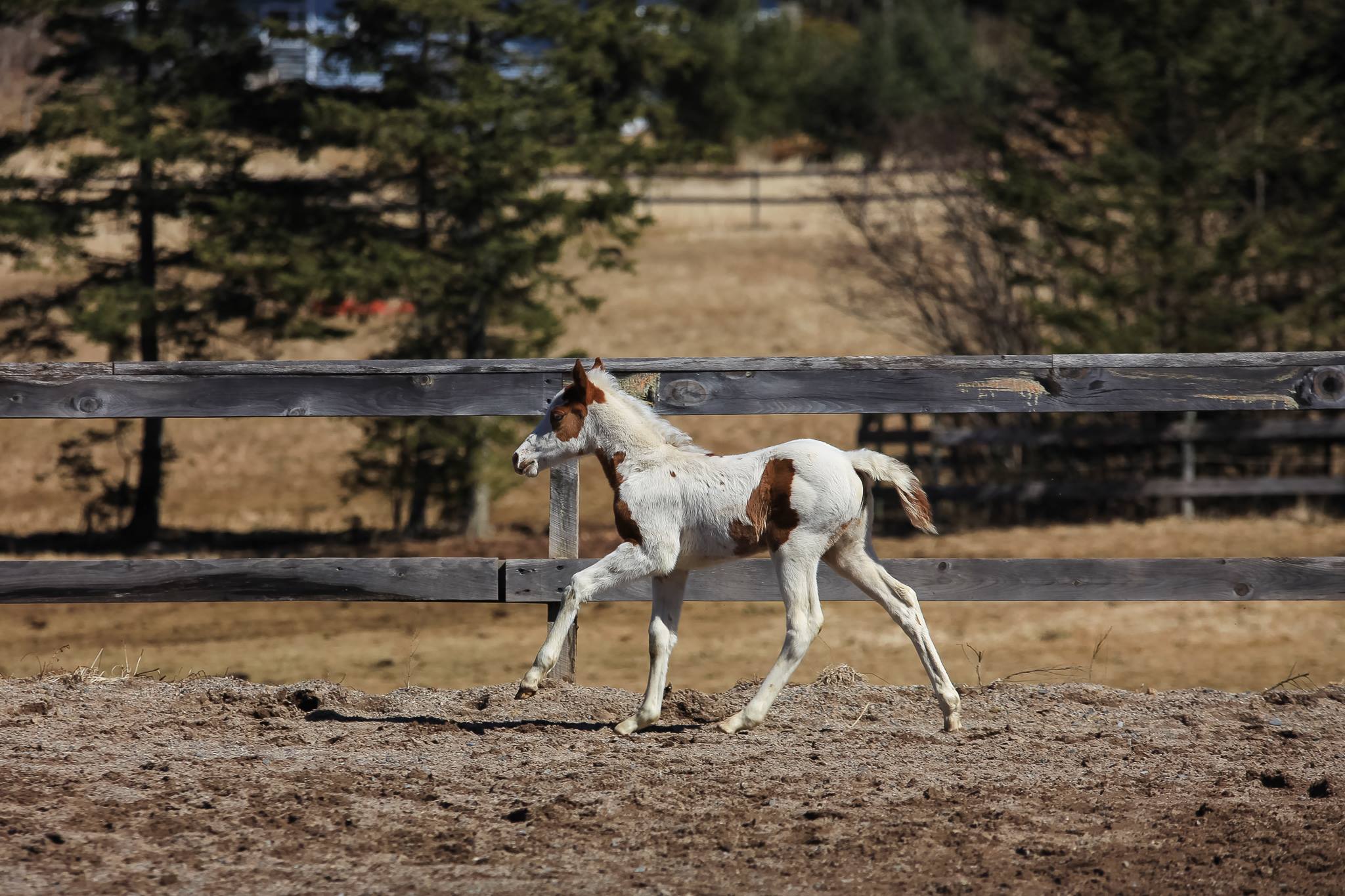 Past Sales – Meadow Brook Stables