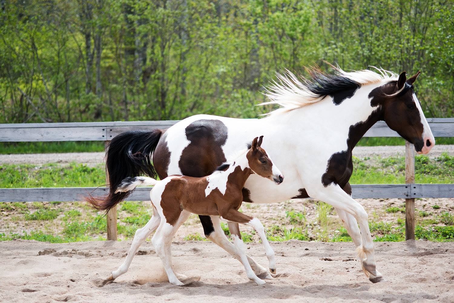 Past Sales – Meadow Brook Stables