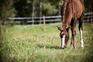 Past Sales – Meadow Brook Stables