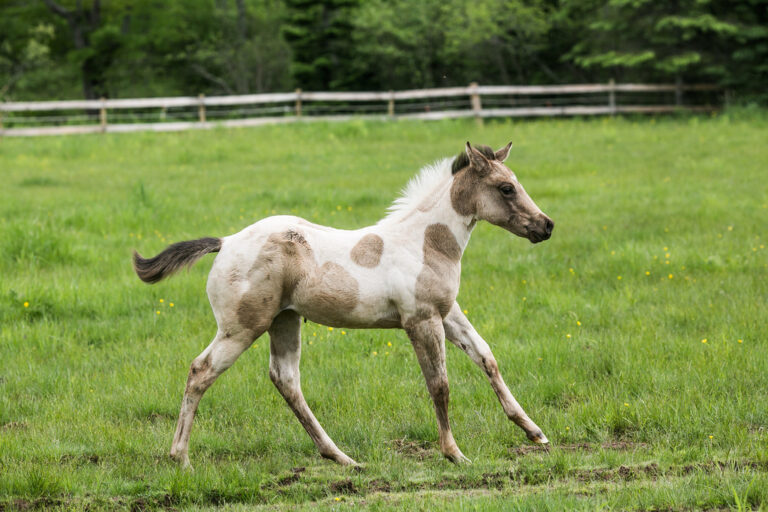Past Sales – Meadow Brook Stables